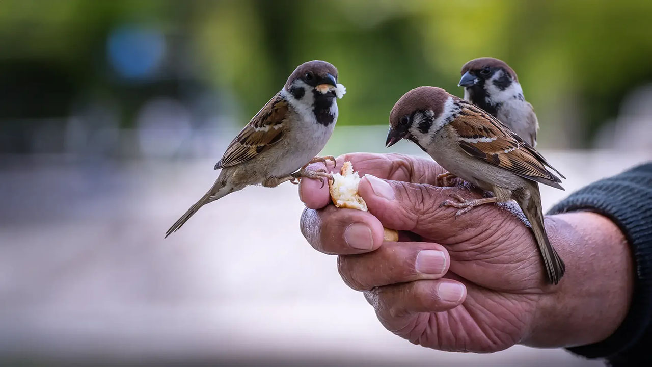 Don't feed garden birds between May and October – the results are deadly