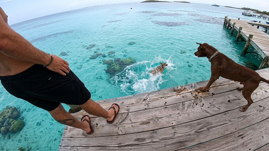 Watch what happens when a dog bites a shark’s tail