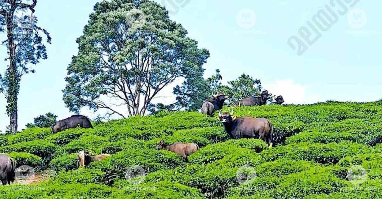 Fear mounts in Vandiperiyar as wild bison stray into human settlements