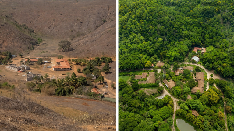 Earth healers: Couple planted 2 million trees and brought an entire ...