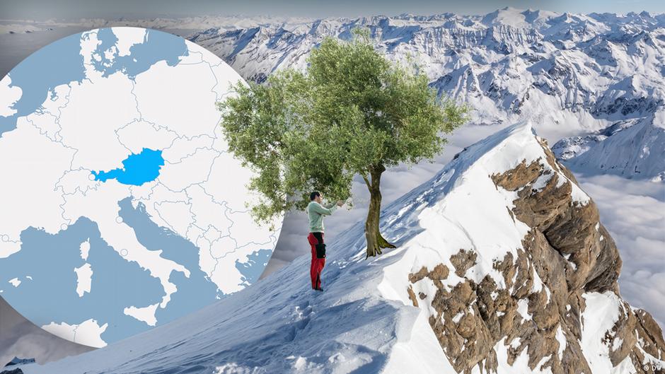 The Austrian experiment that could change olive oil forever