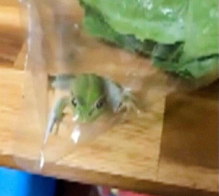 Farmer opens bag of salad and finds live animal inside