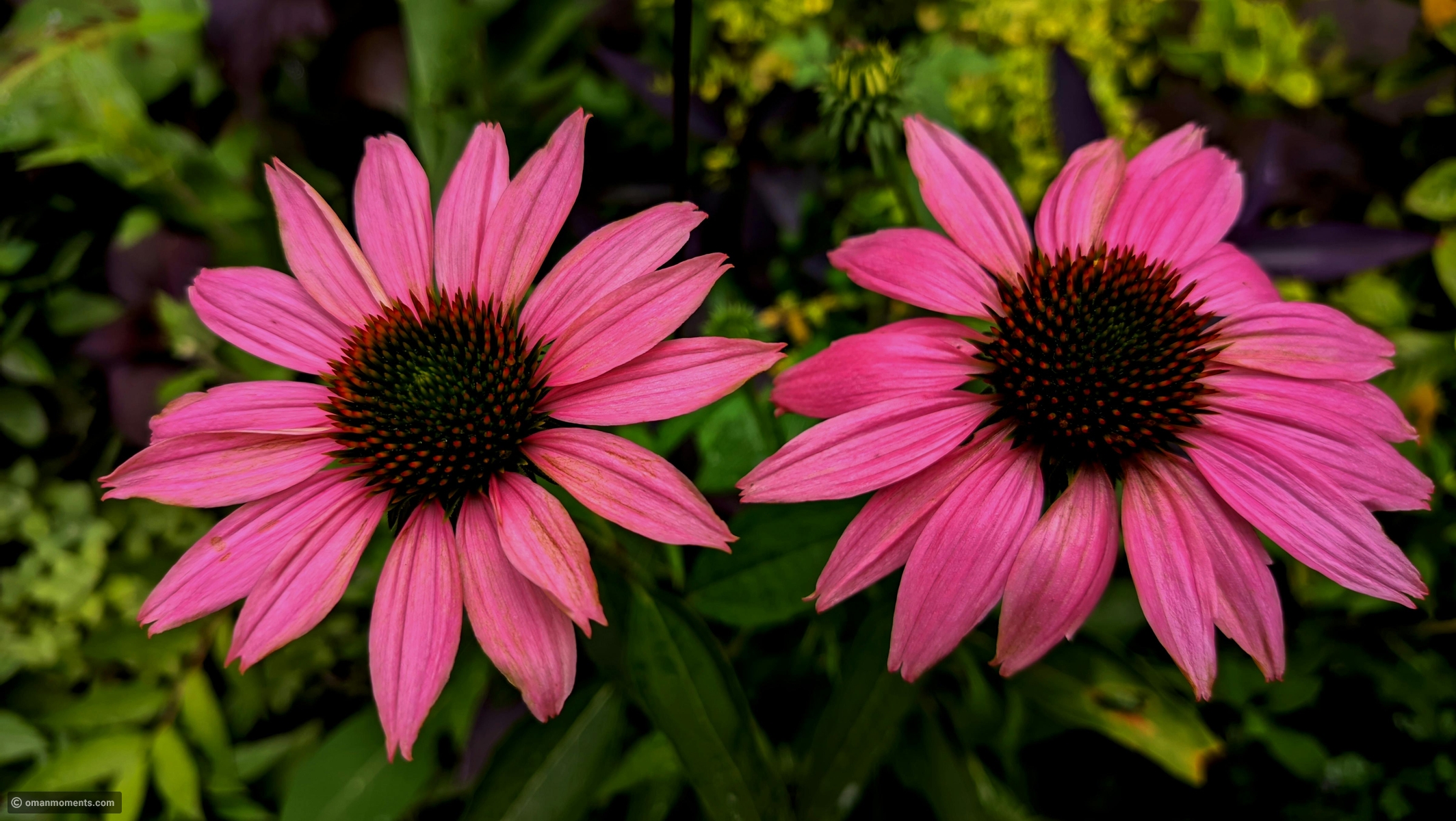 The most stunning perennial flowers that keep blooming year after year