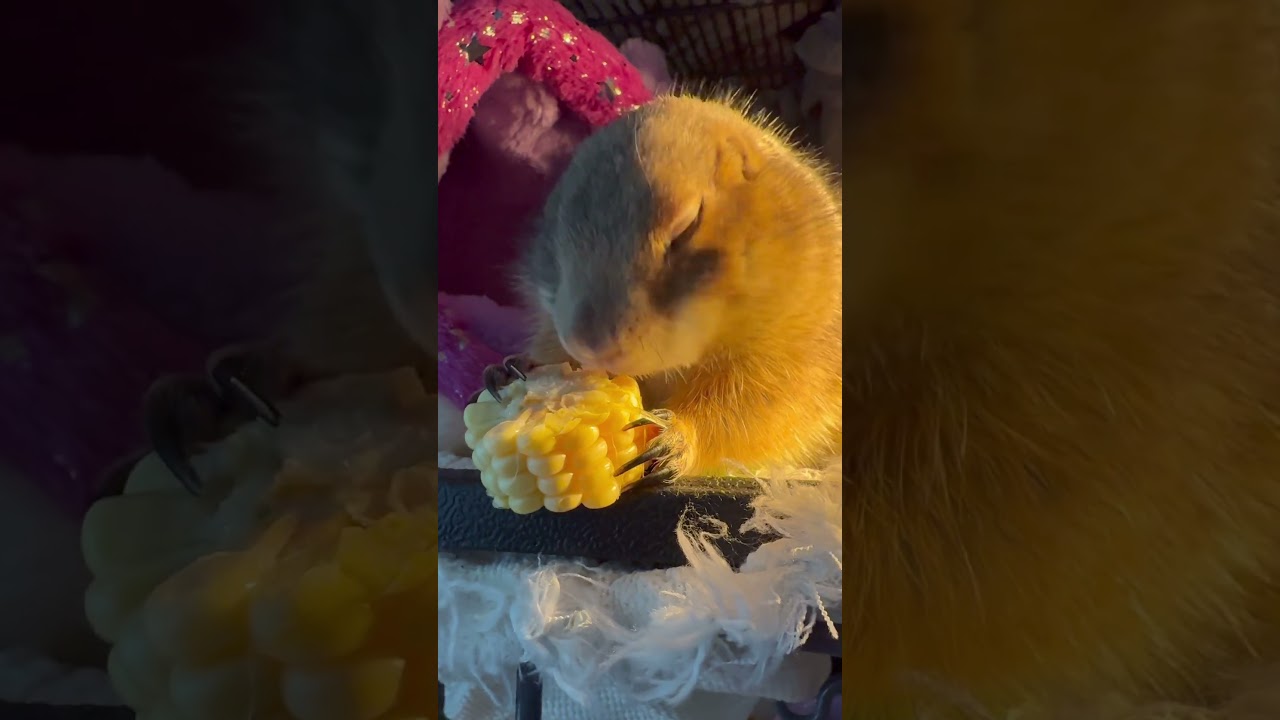 Crunchy ASMR popcorn with this prairie dog is too satisfying