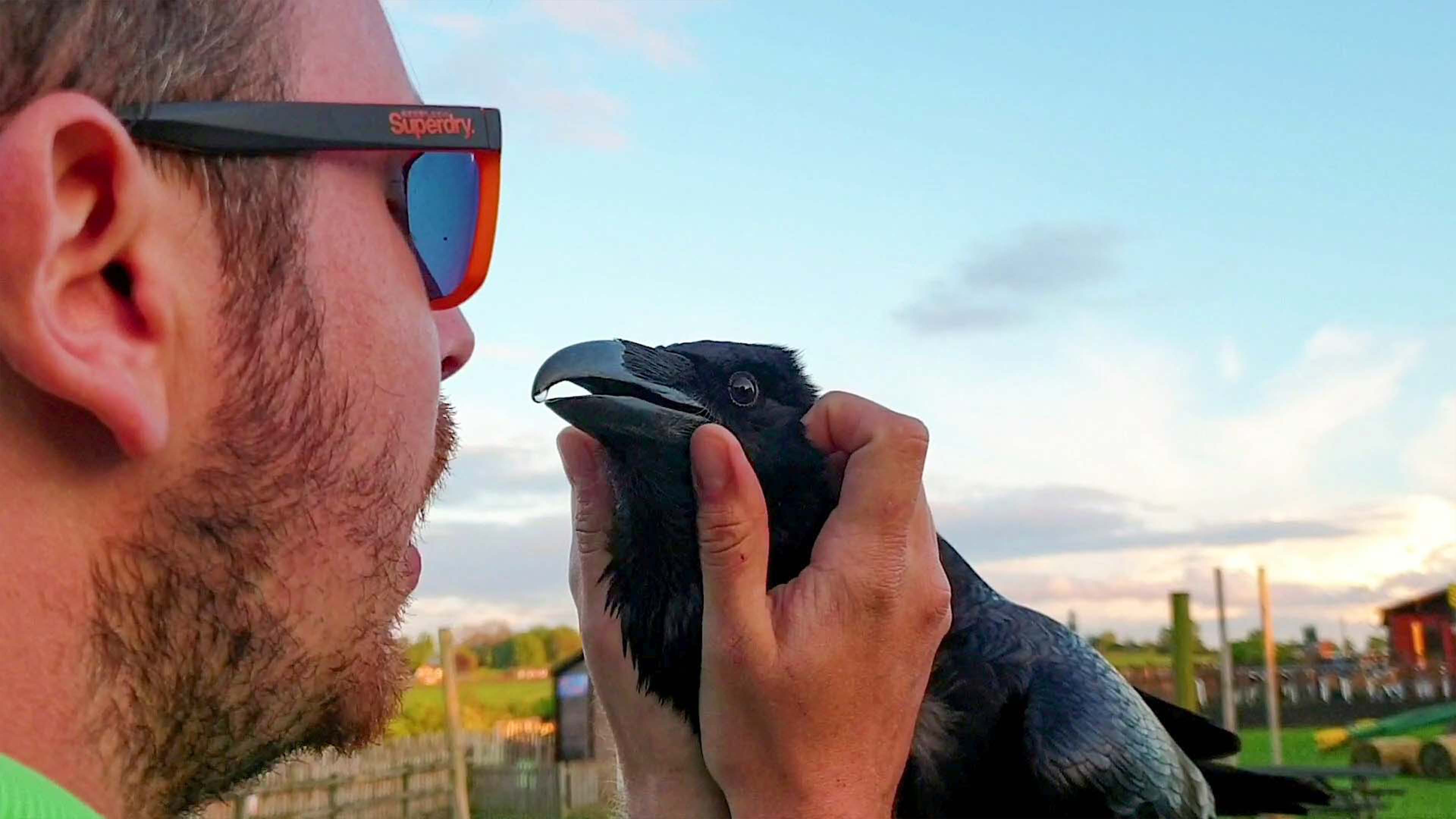 Meet Loki - an overly affectionate raven who likes to cuddle