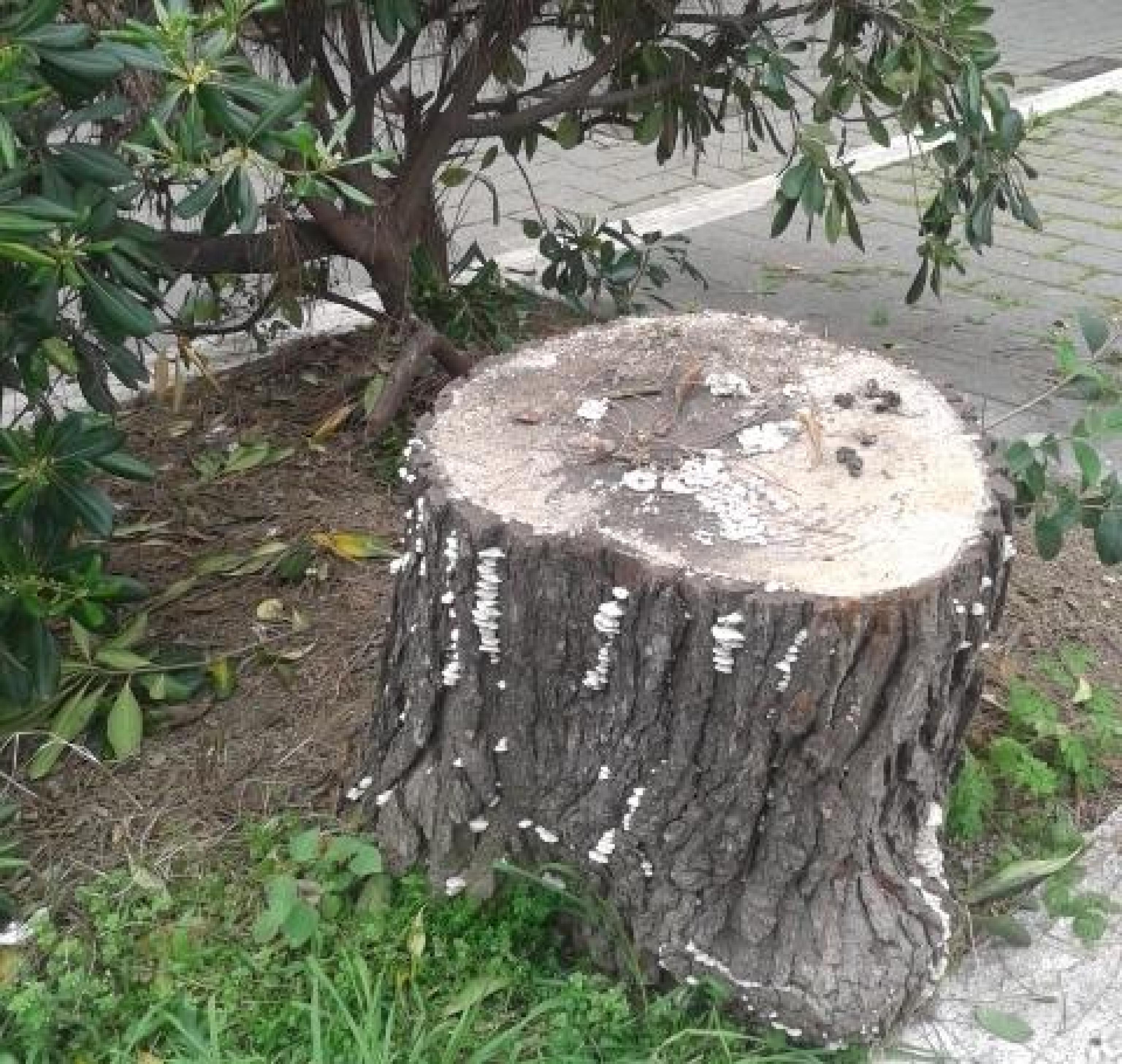 Comitato Carignano 'ancora pini abbattuti, amministrazione ne renda conto'