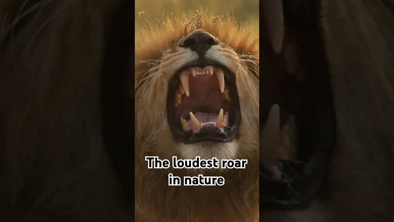 How can lions roar but house cats can't?
