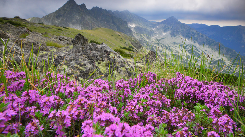 Common mistakes to avoid when using fragrant creeping thyme as a ground ...