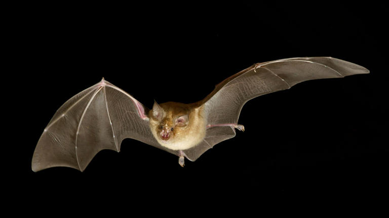 Japanese horseshoe bats use ultrasonic frequency control to filter prey ...