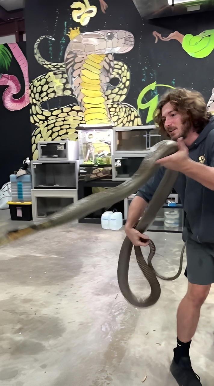 Cranky king cobra!