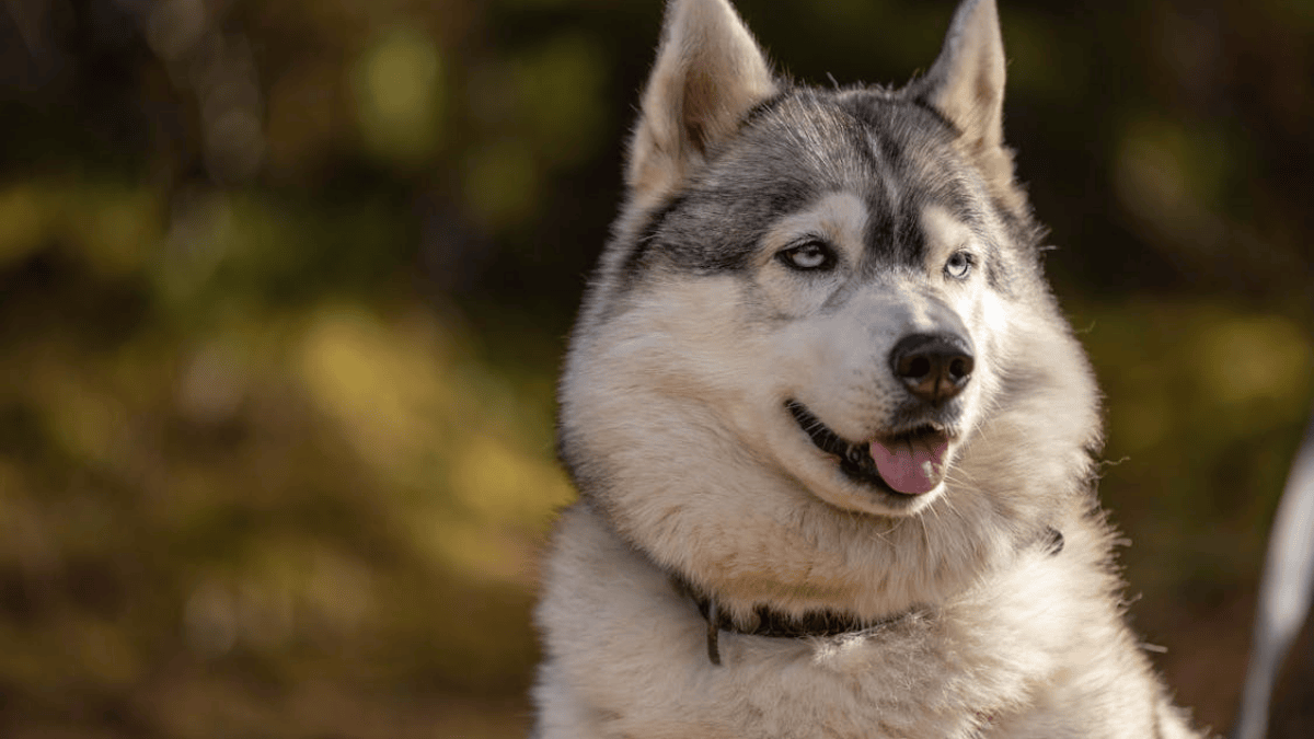 11 reasons why you should think twice before adopting a husky dog