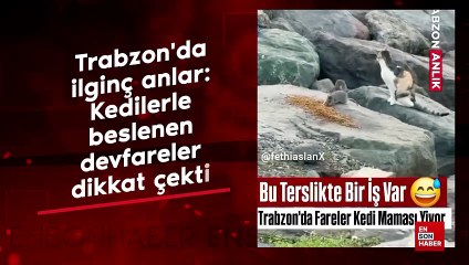 Trabzon'da ilginç anlar: Kedilerle beslenen dev fareler dikkat çekti
