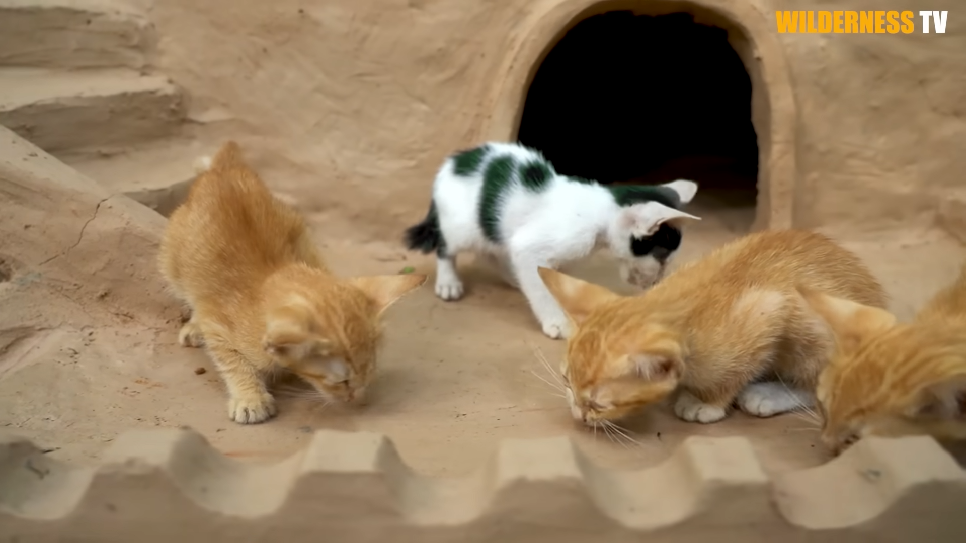 Rescued cats explore their magical castle and eel pond for the first ...