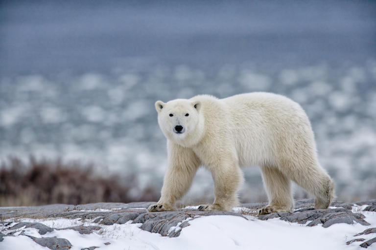 To a hungry, ravenous bear, a human is just a Goretex-clad, vertical ...