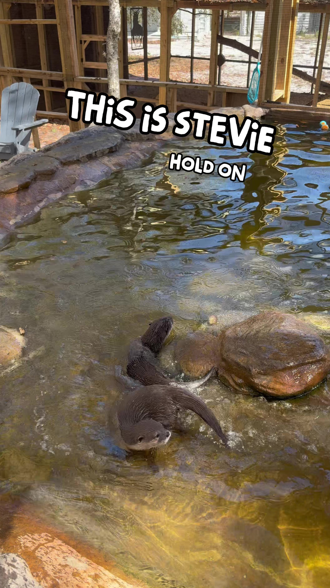 The sweet friendship between this sheltie and her otter pals