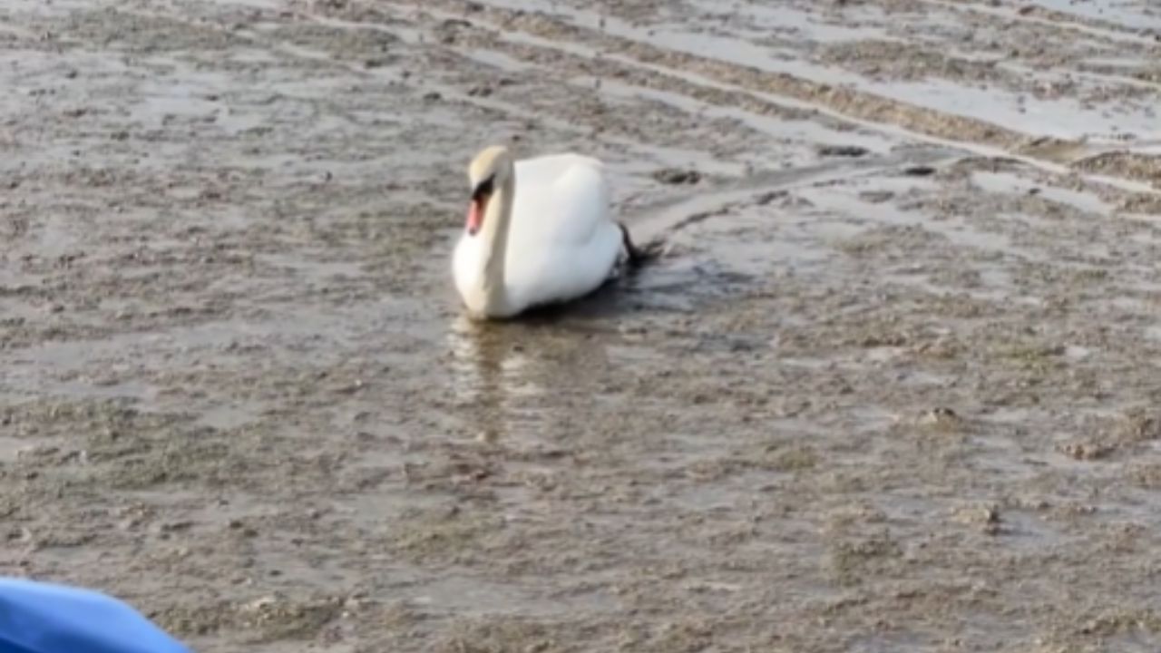 Swan’s clumsy touchdown meets a very composed follow-through