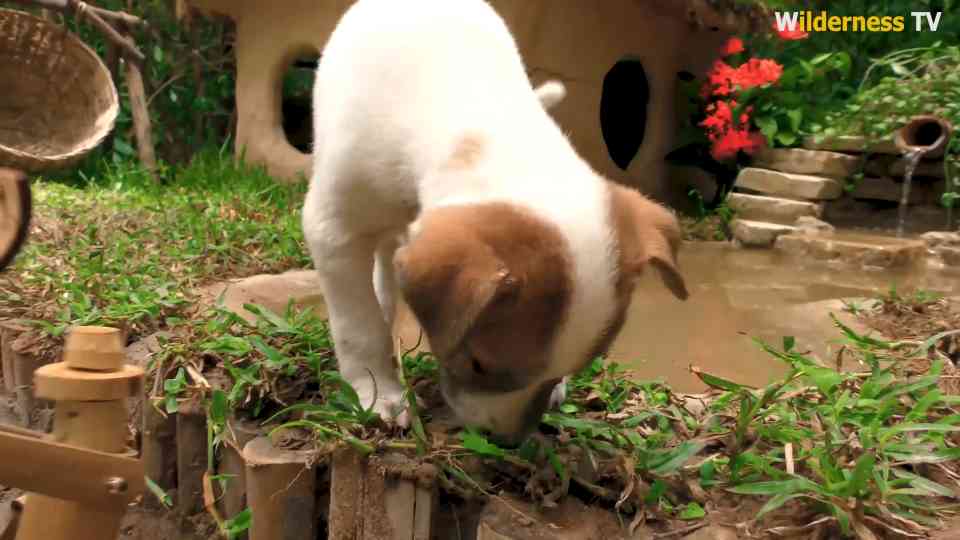 These tiny rescue puppies had nothing – now they have a beautiful pond ...