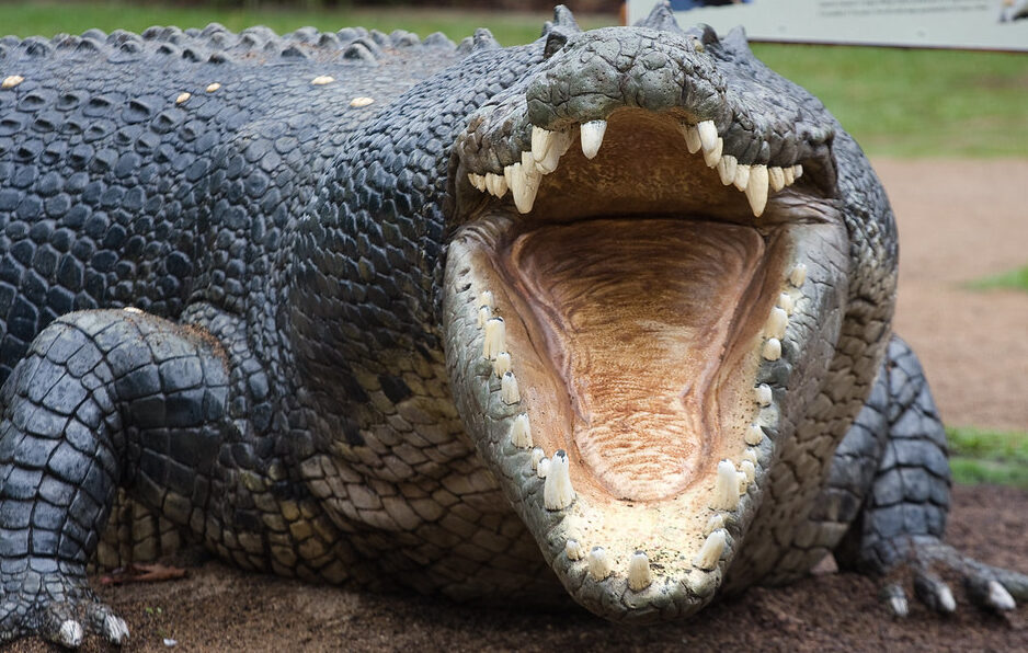 15 wild animals that form unusual alliances in nature
