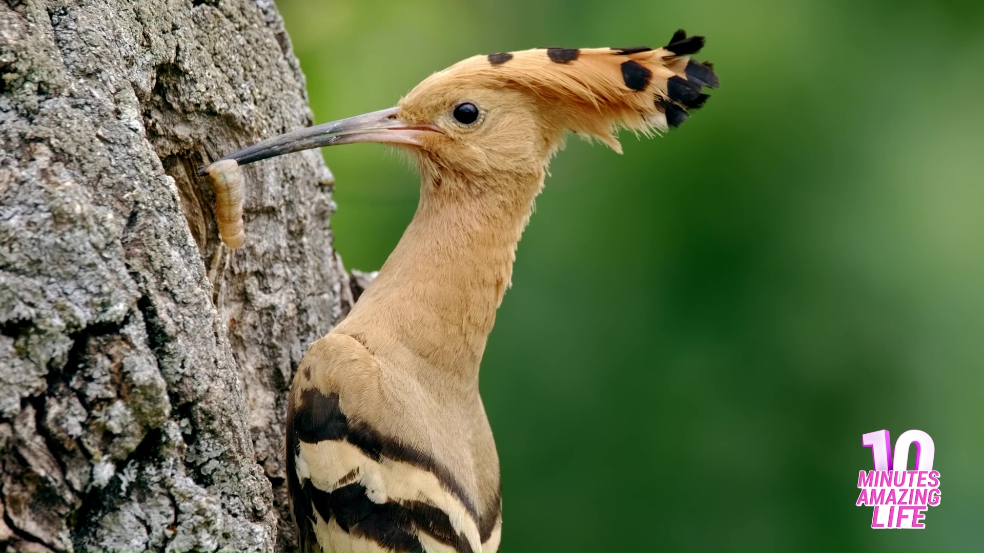 Hoopoe bird carefully feeds hungry chick near tree hollow