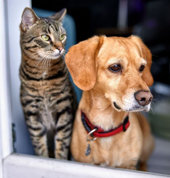 UK laws you must follow when leaving your cat or dog at home alone