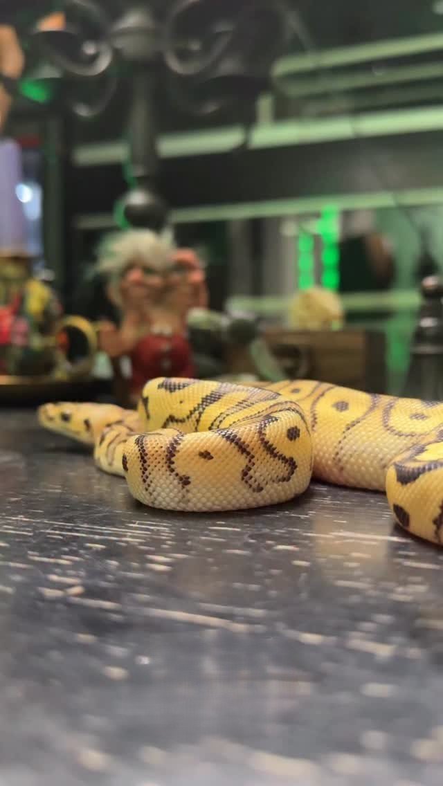 Shipping a young snake across the country