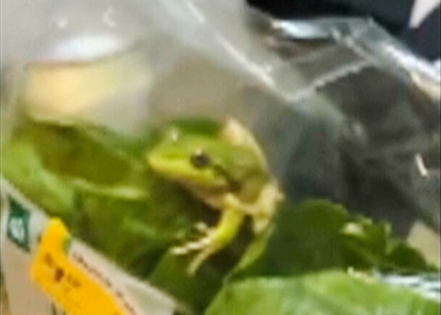 Oh bro, there’s a frog in the lettuce: Farmer finds Greg in salad bag