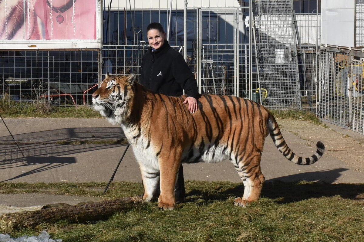 Nach Ausbruch ihres Tigers bricht Carmen Zander ihr Schweigen: "Nichts ...