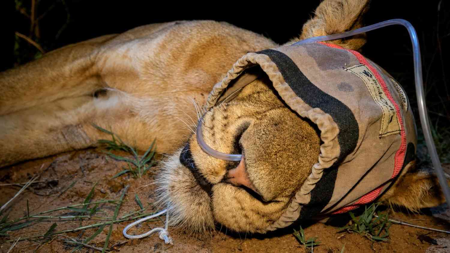 This lioness survived a poacher’s death trap