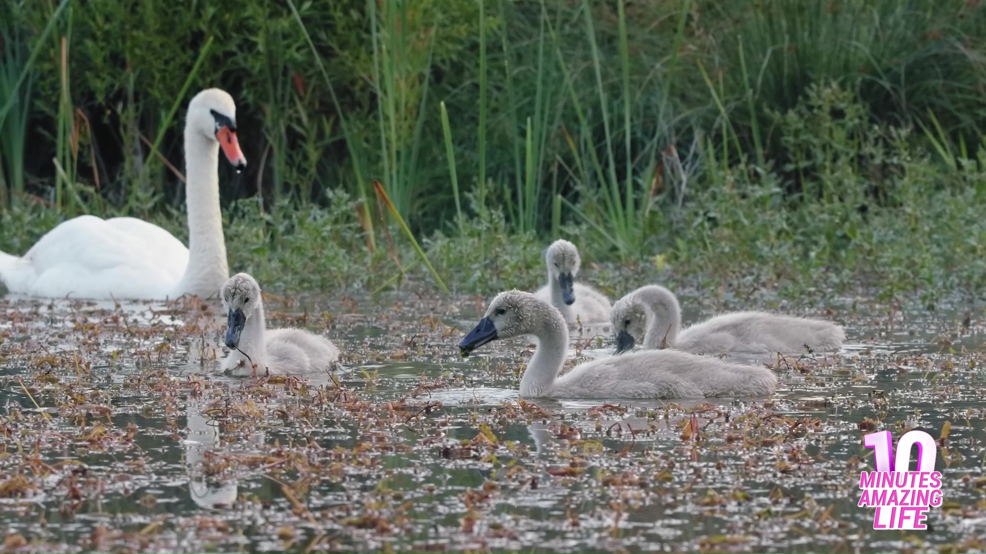 Swan mother carefully guides young cygnets across wetland waters