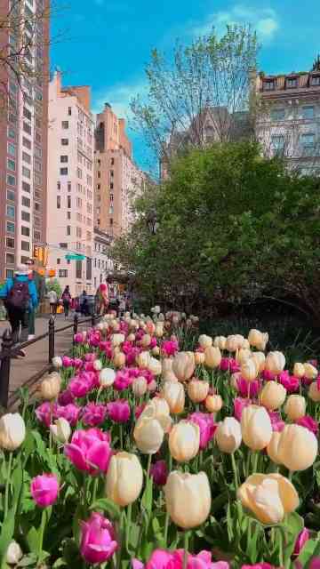 Tulip season brings spring beauty to New York