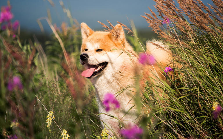 Supermodel dogs: The 10 most beautiful breeds in the world. But does ...