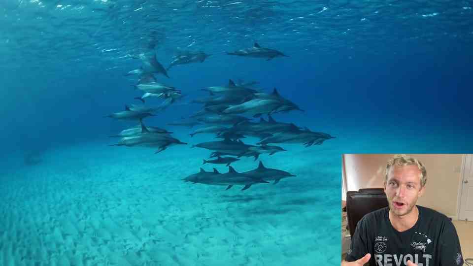 Locals finally confronted the people chasing dolphins for content
