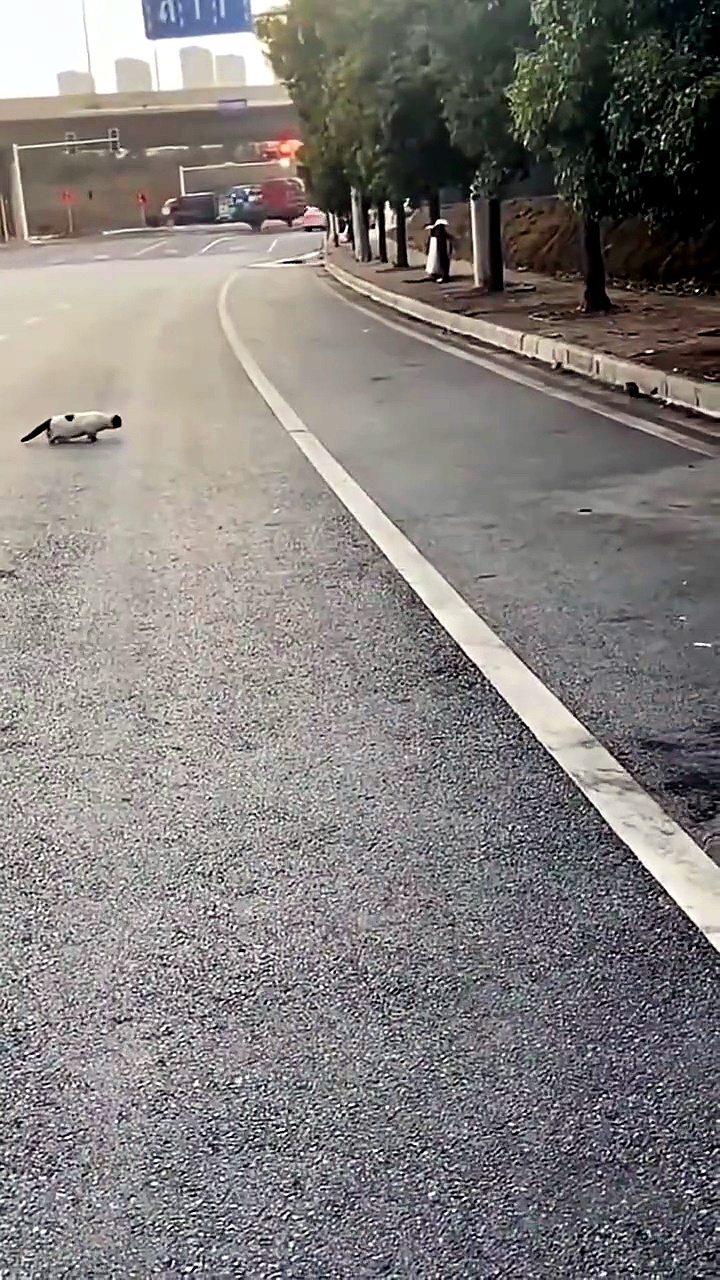 Ce chat est un très bon chasseur