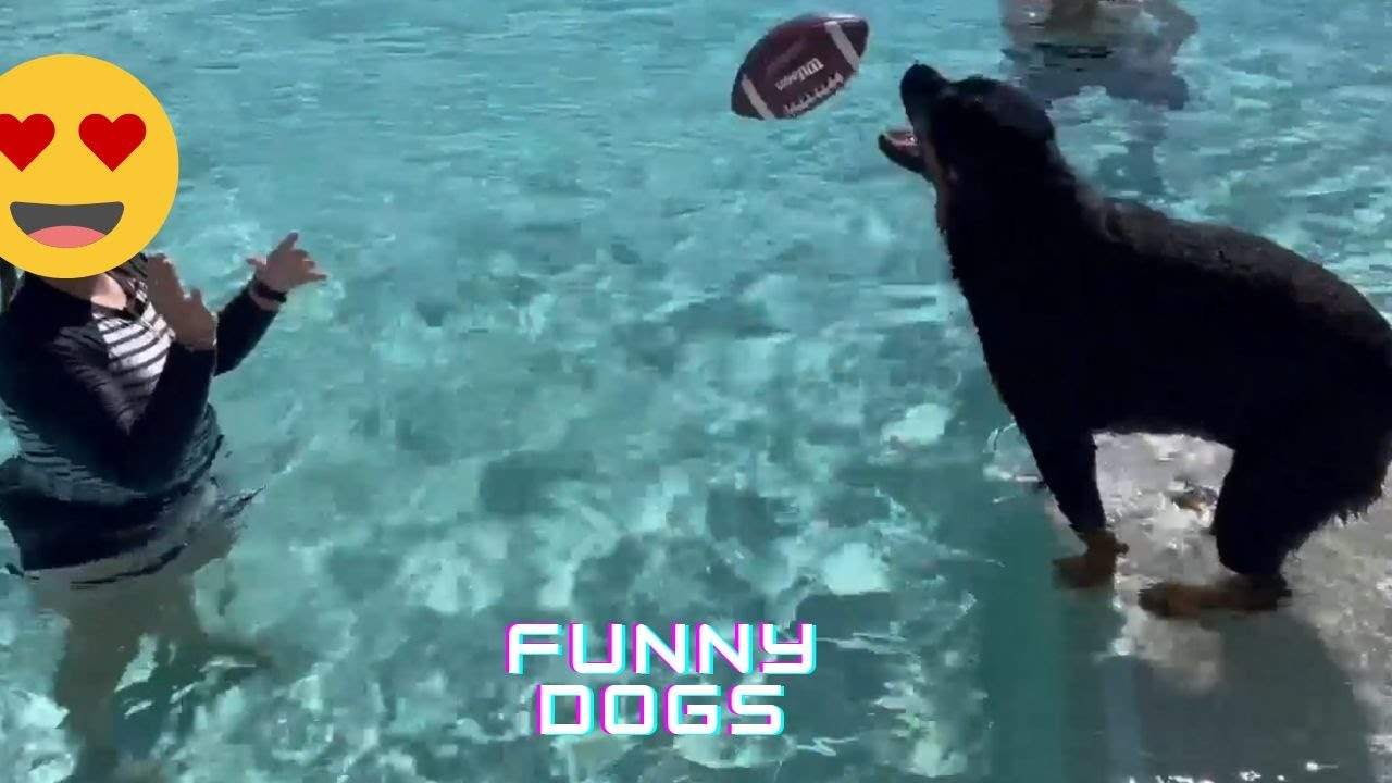 The funniest animal moments caught on camera