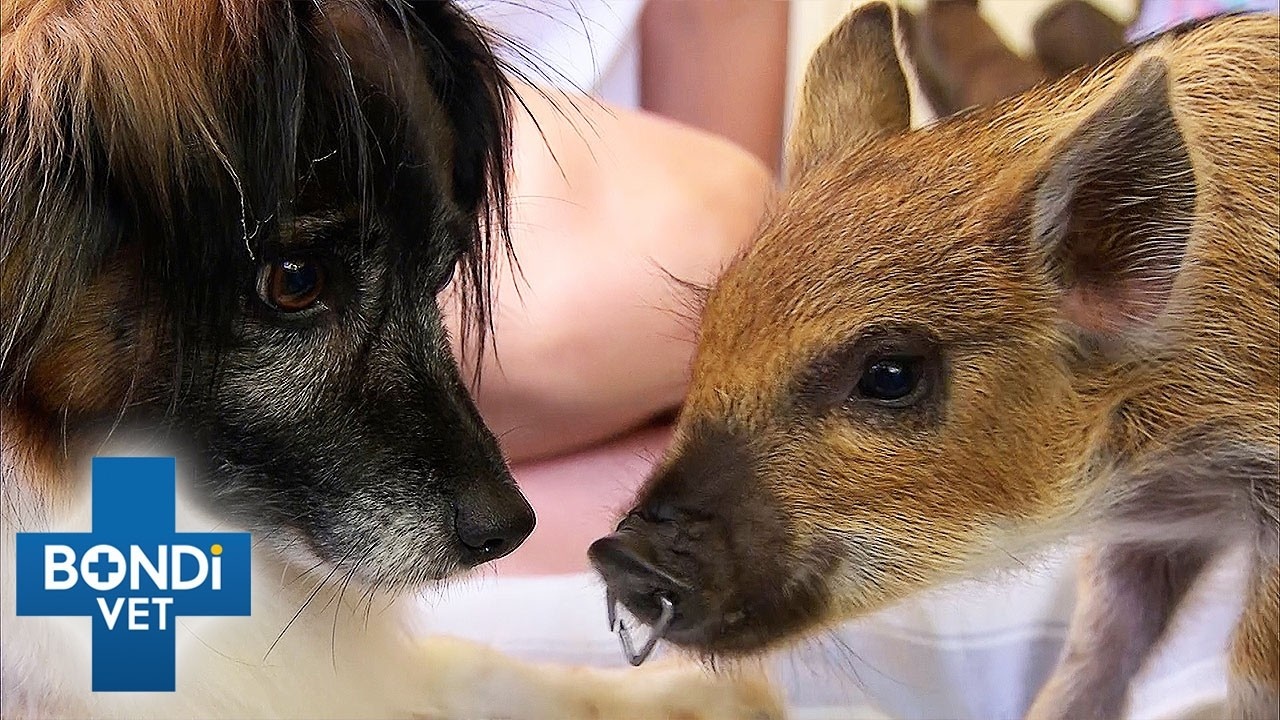 Tiny piglet moved into a house full of chaos - until she became the ...