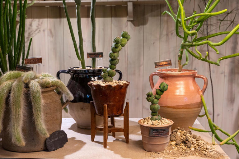 The indoor plant trends taking over the RHS Chelsea Flower Show 2026