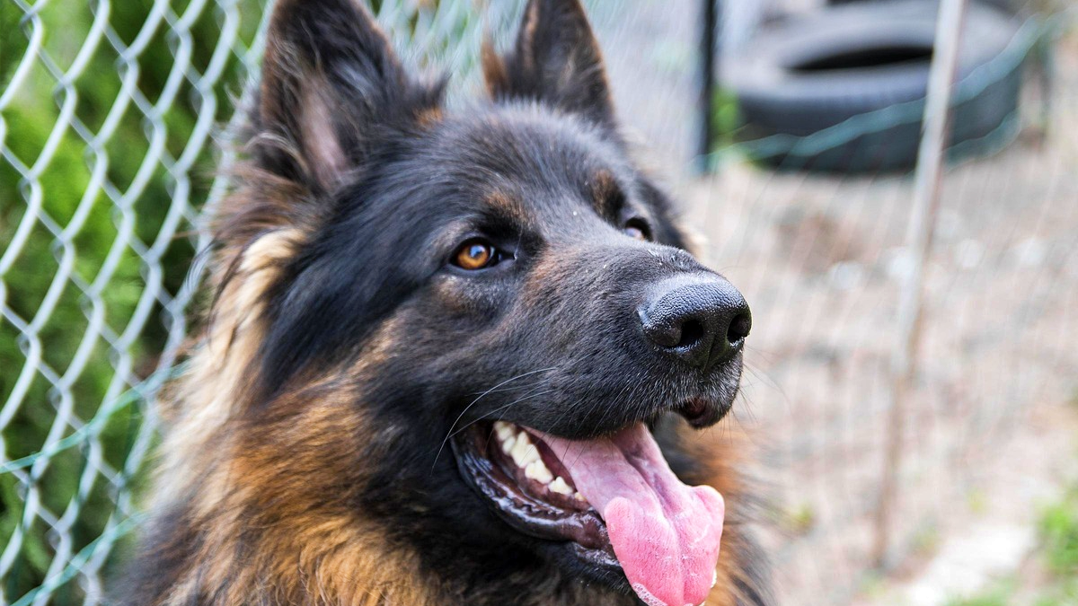 Your Dogs Bad Breath Can Mean More Than a Dental Problem, Experts Say