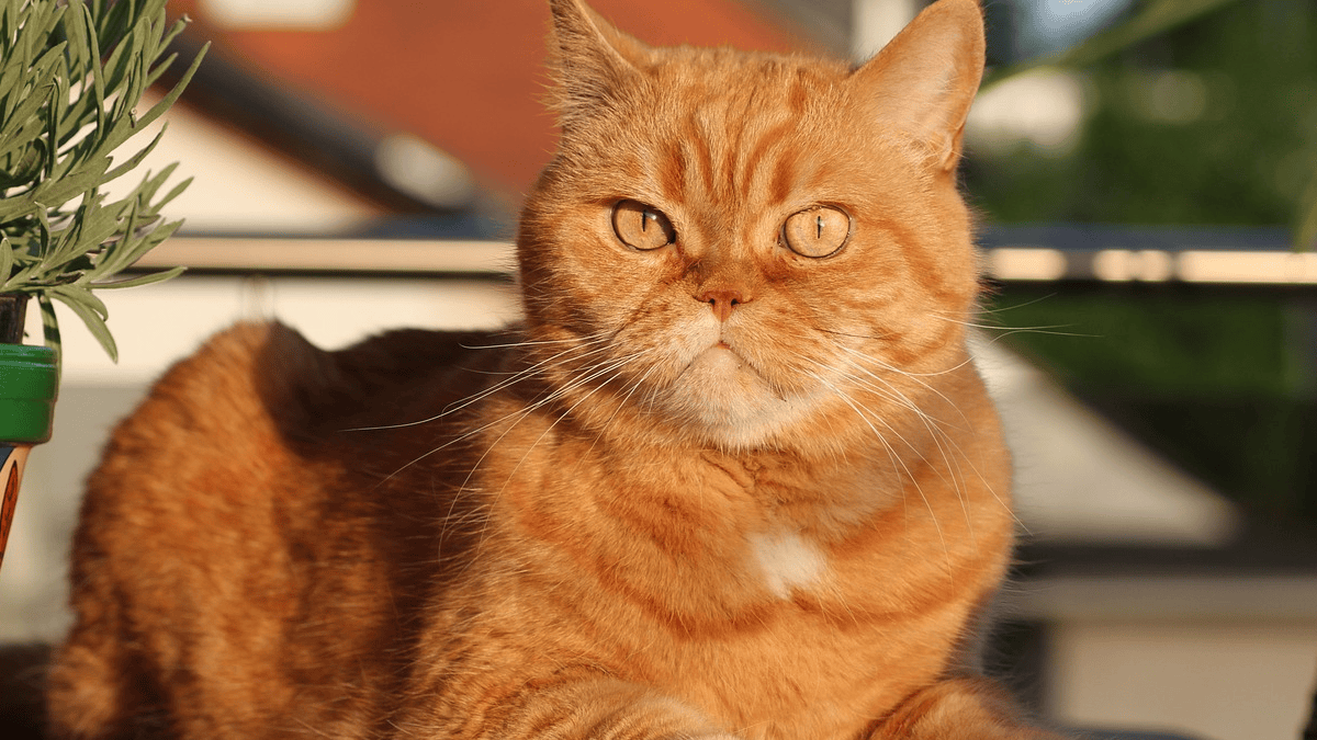 The little habits that show your cat feels safe with you, experts say