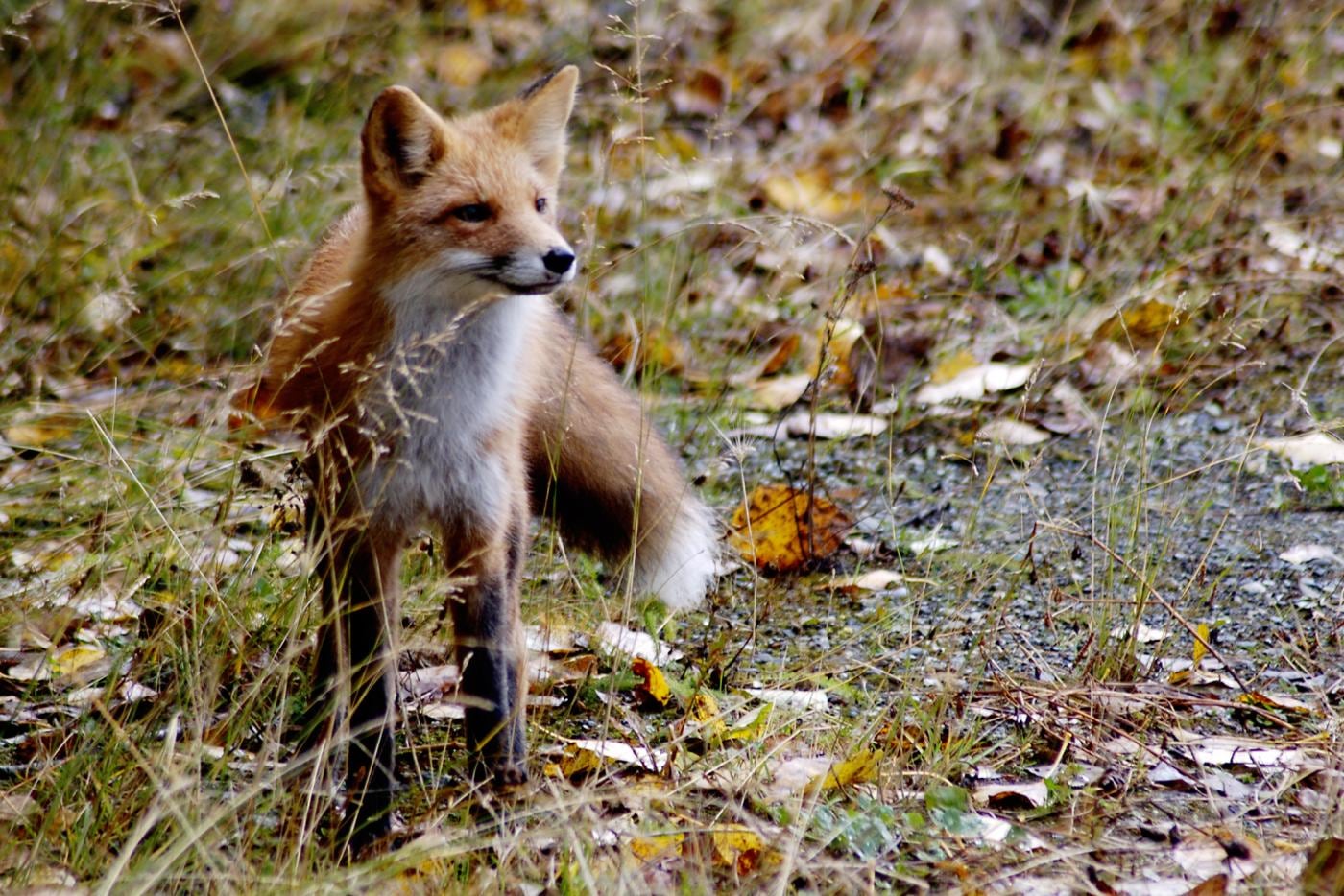 Rabid fox attacked 3 people near walking trail in North Carolina ...