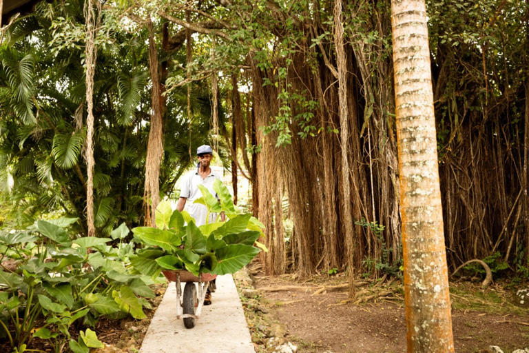 Lights, camera, Nevis: How one woman is putting a Caribbean gem on the ...