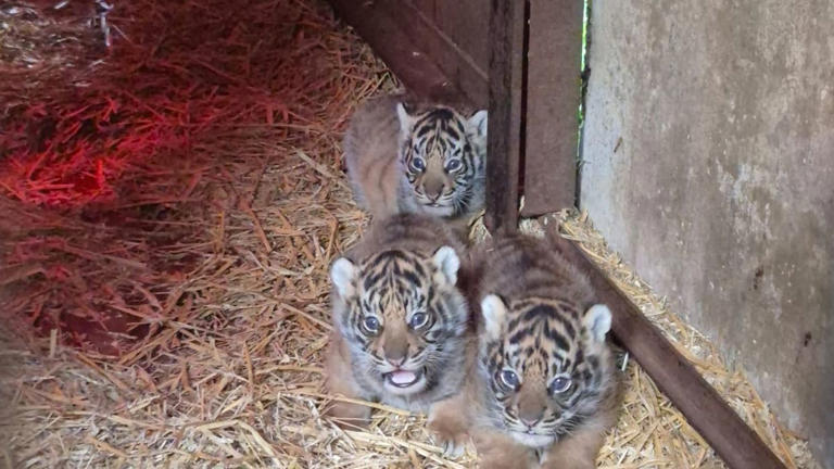 ‘Conservation milestone’ as four endangered tigers born at animal park