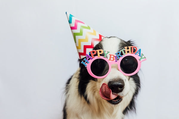 Owner sings 'Happy Birthday'—can't cope with tiny dog's reaction