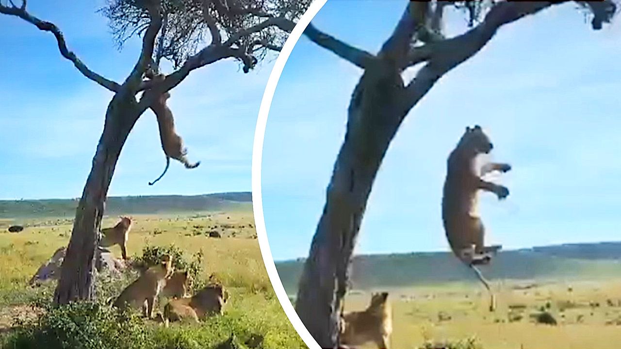 Clumsy lioness falls from tree onto resting pride in Kenya
