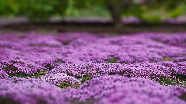 Common mistakes to avoid when using fragrant creeping thyme as a ground ...