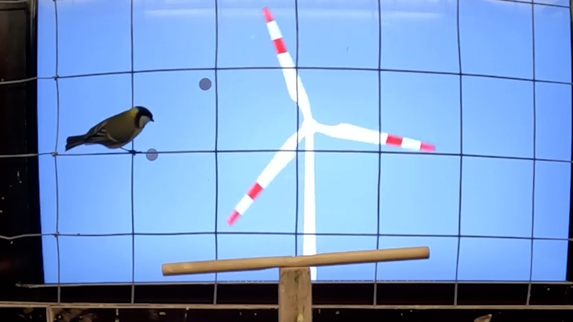 Painting turbines like poisonous frogs could reduce bird deaths