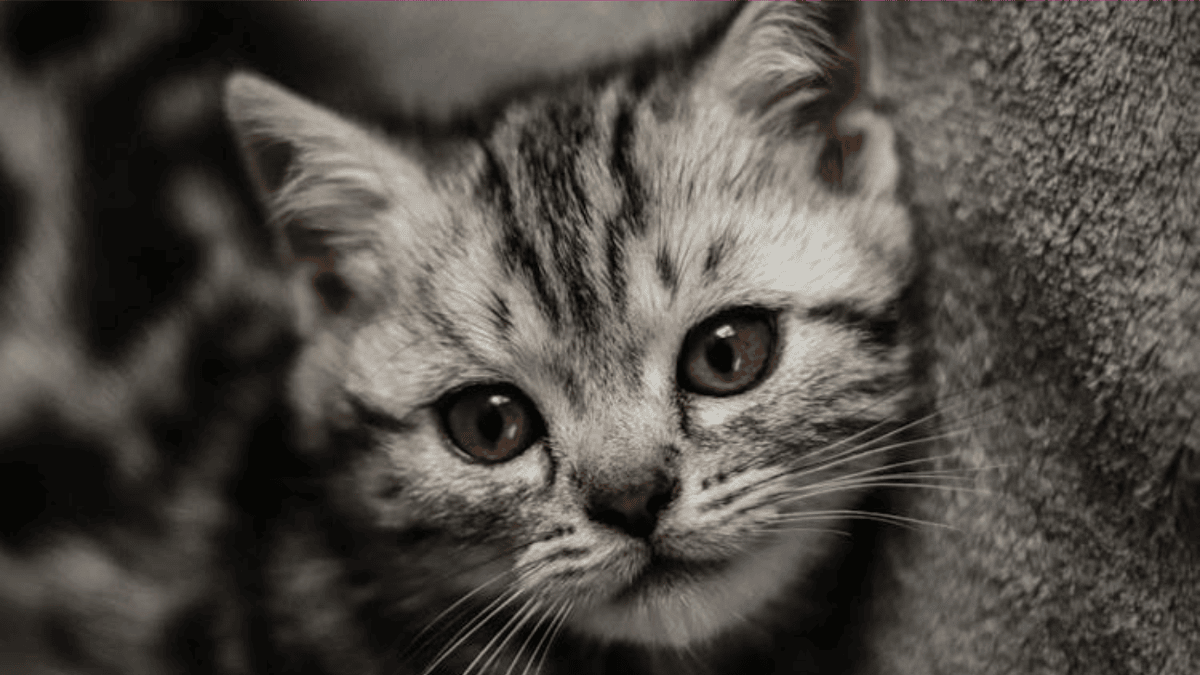 Your cat does these 10 things when they emotionally depend on you