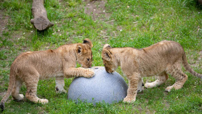 Lion cub sisters make public debut at Woodland Park Zoo