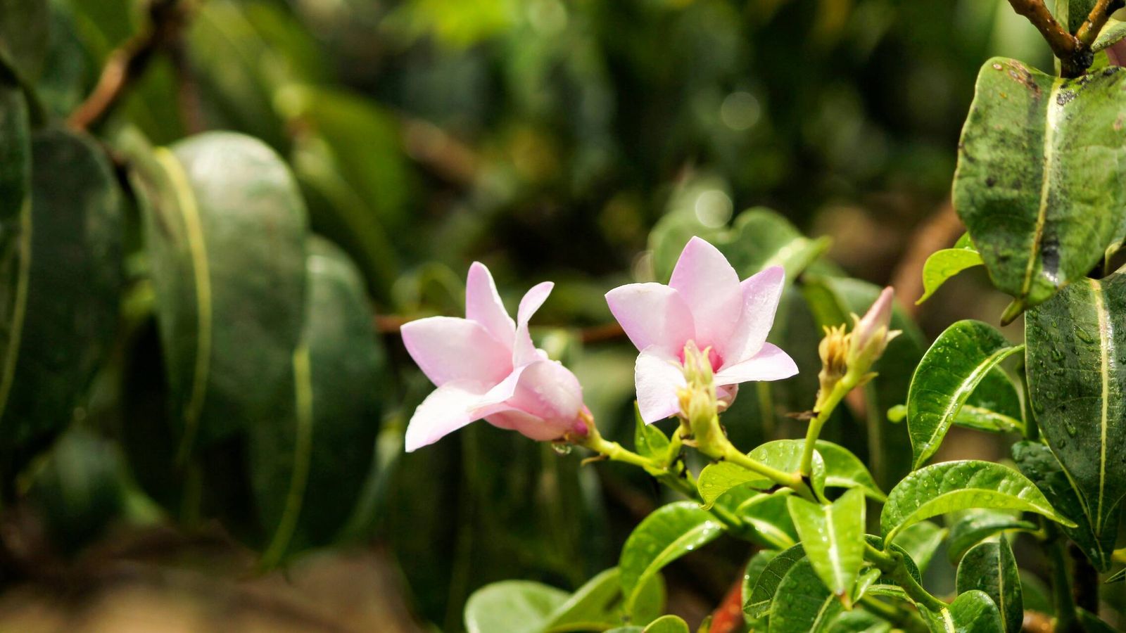 La planta de Lidl que es perfecta para tu terraza: tiene flores ...