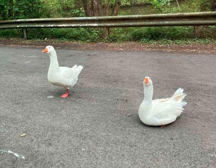 Two arrested on suspicion of animal cruelty following disappearance of ...