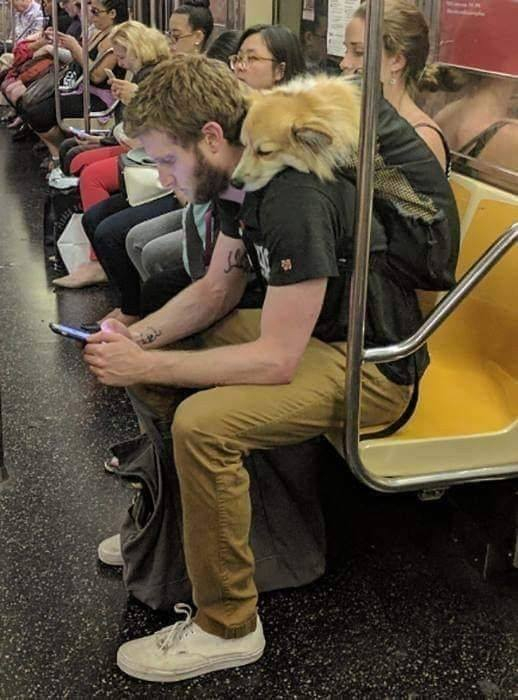 Dentro lo zaino in metropolitana, il cane viaggia accanto al suo umano ...